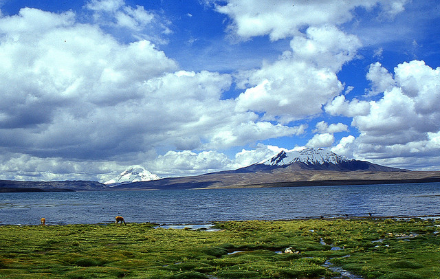 Guía para Visitar el Lago Chungará: Descubre la Belleza de Chile